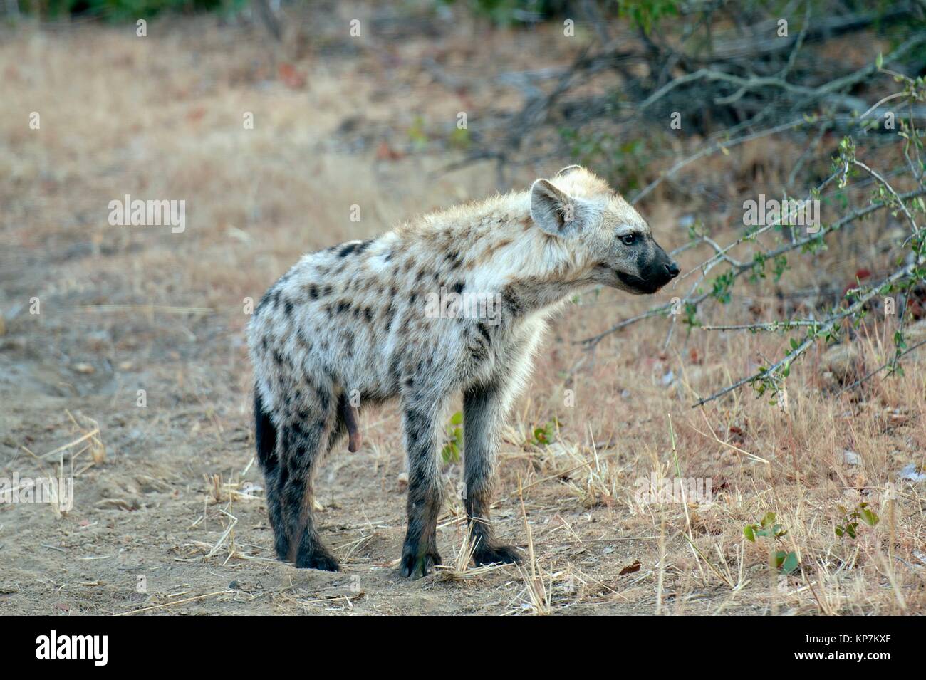 Kruger Hyena High Resolution Stock Photography and Images - Alamy