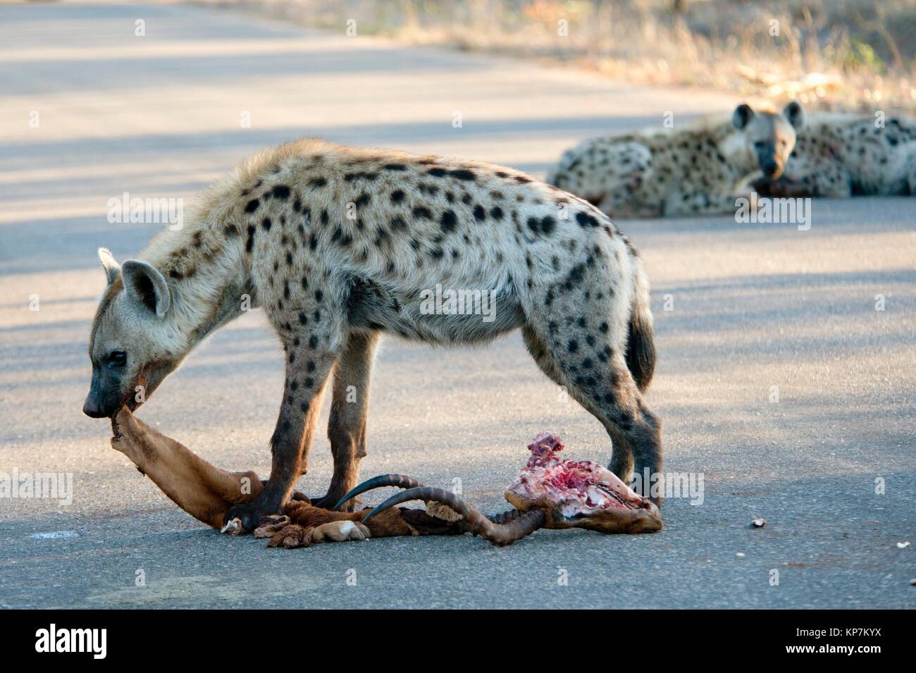 Spotted Hyena Skull High Resolution Stock Photography and Images - Alamy