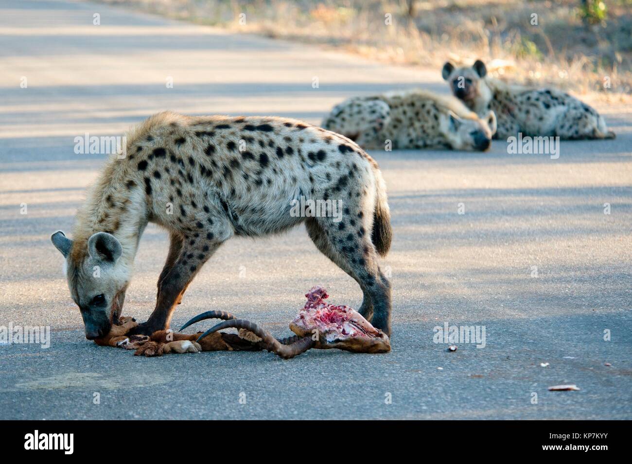 Spotted Hyena Skull High Resolution Stock Photography and Images - Alamy