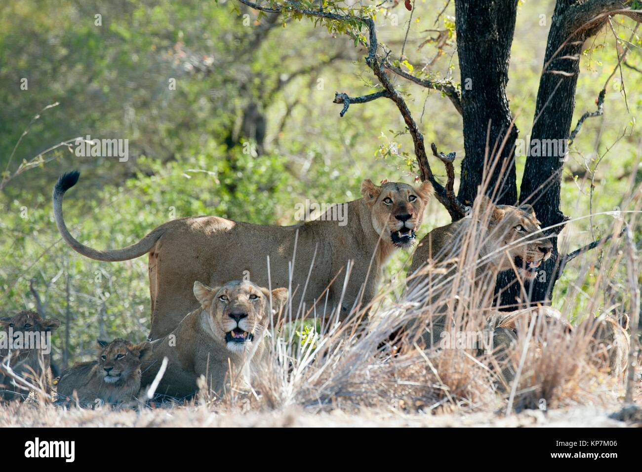 Pride Female African Lion Panthera High Resolution Stock Photography ...