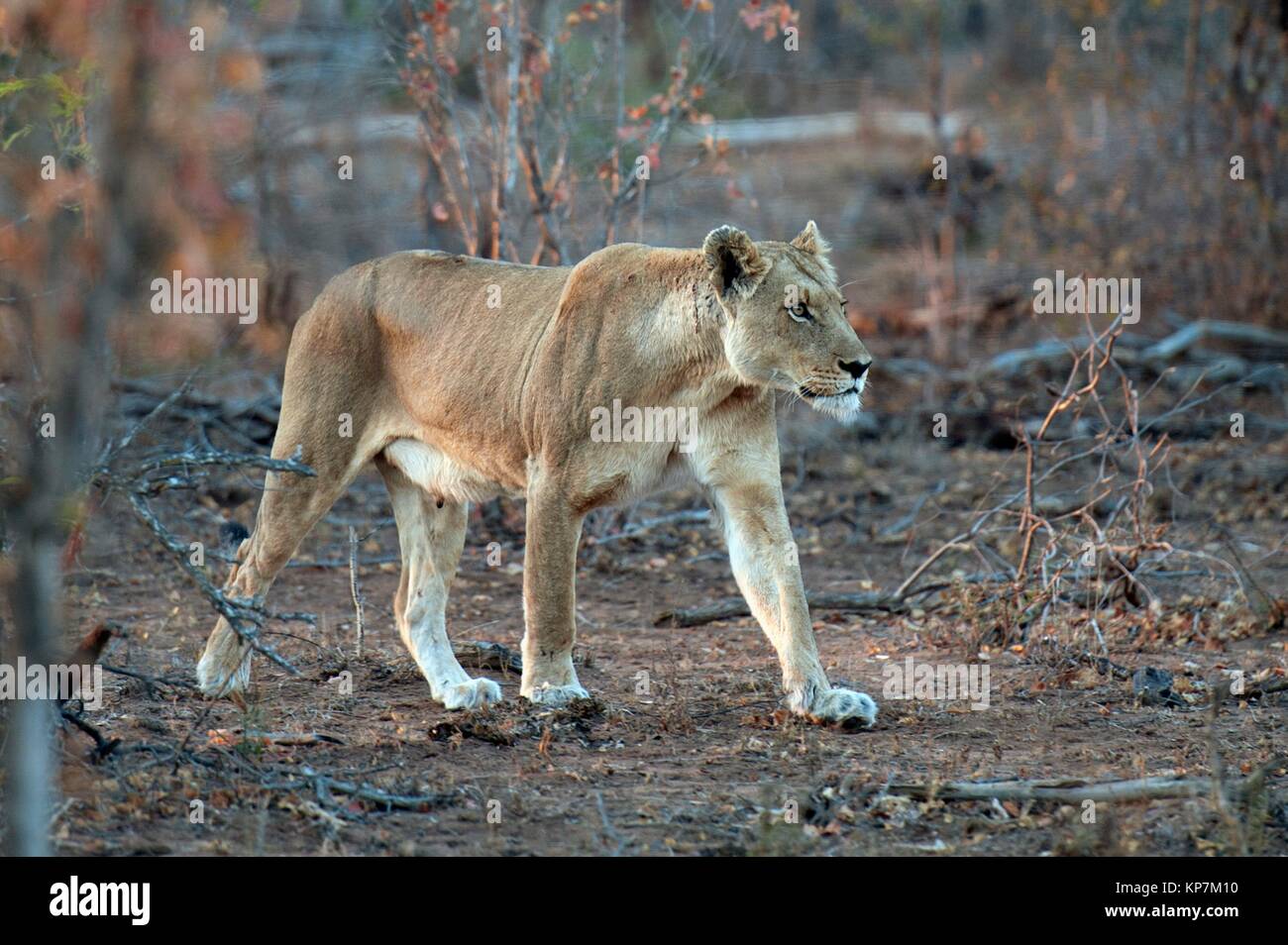 Lion Walking High Resolution Stock Photography and Images - Alamy