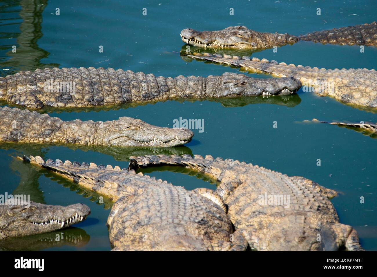 Africa crocodile ranch hi-res stock photography and images - Alamy