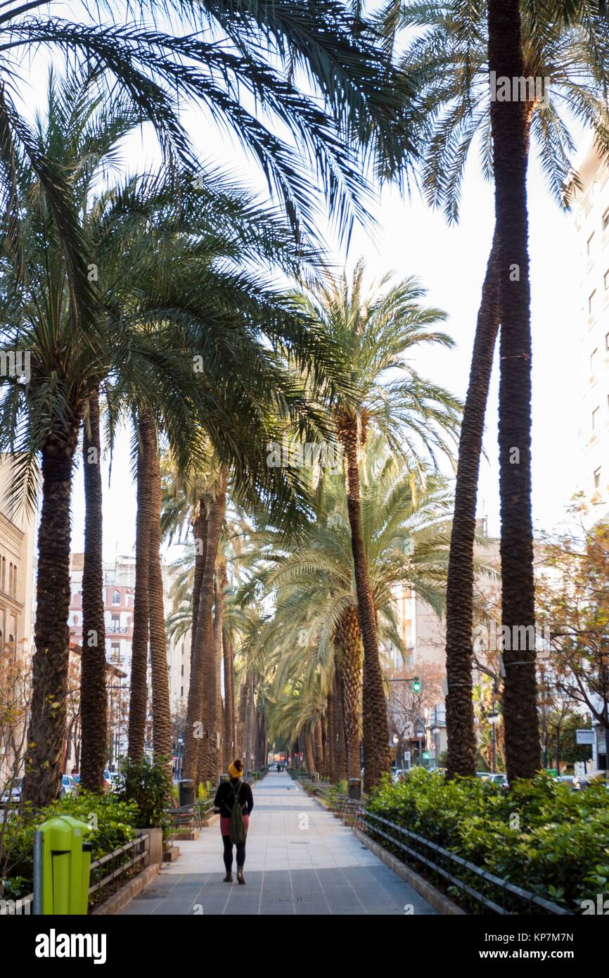 Valencia palm tree hi-res stock photography and images - Alamy