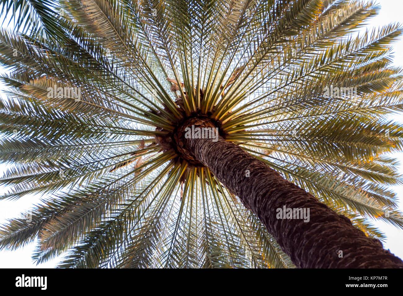Valencia Palm Trees High Resolution Stock Photography and Images - Alamy