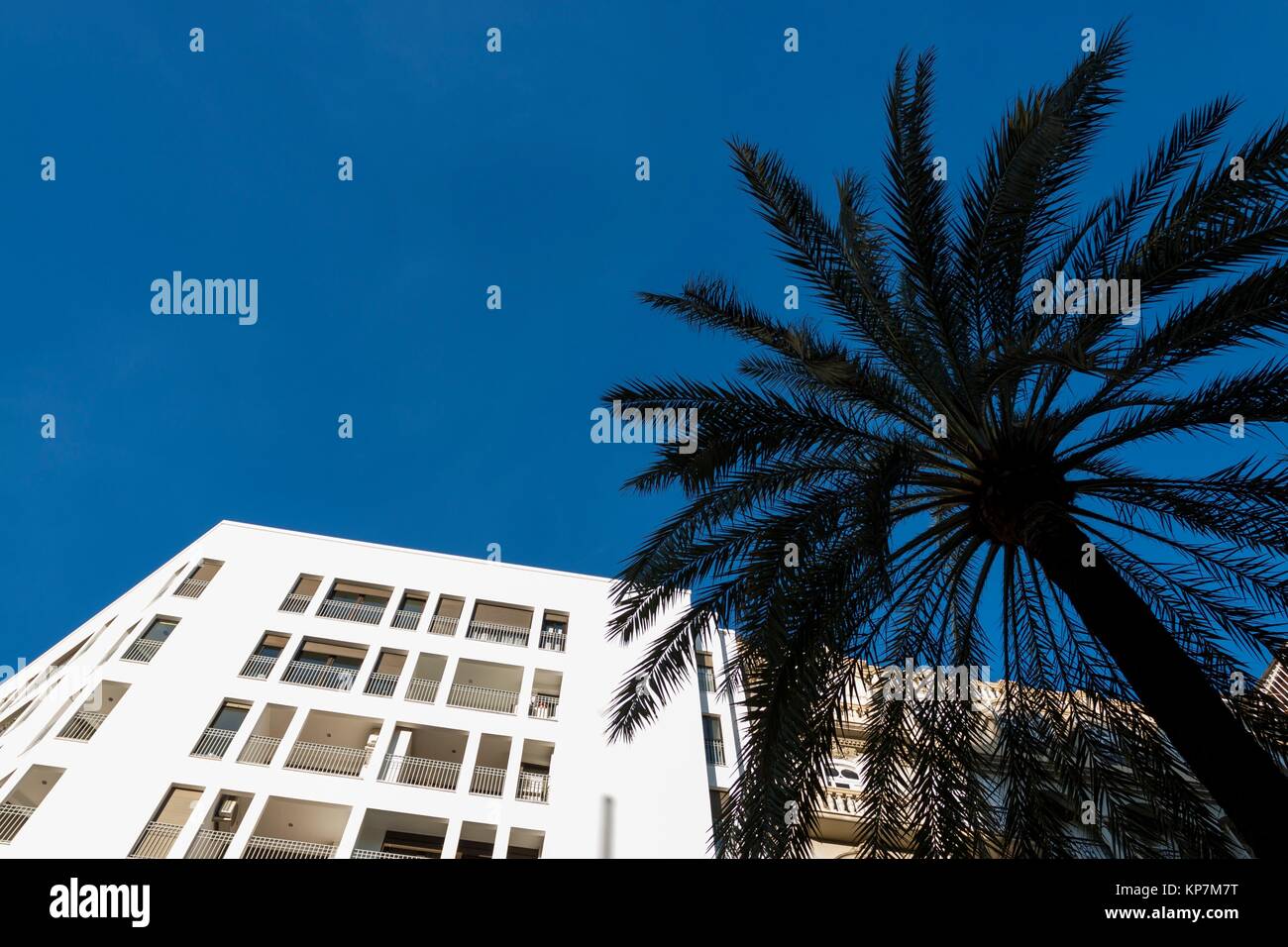 Palm tree valencia hi-res stock photography and images - Alamy