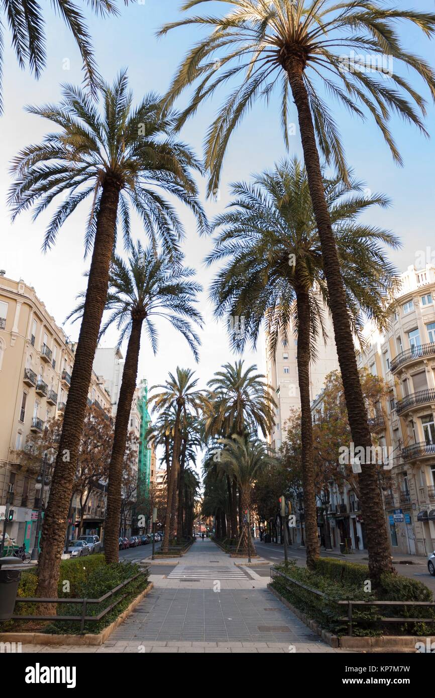 Valencia Palm Trees High Resolution Stock Photography and Images - Alamy