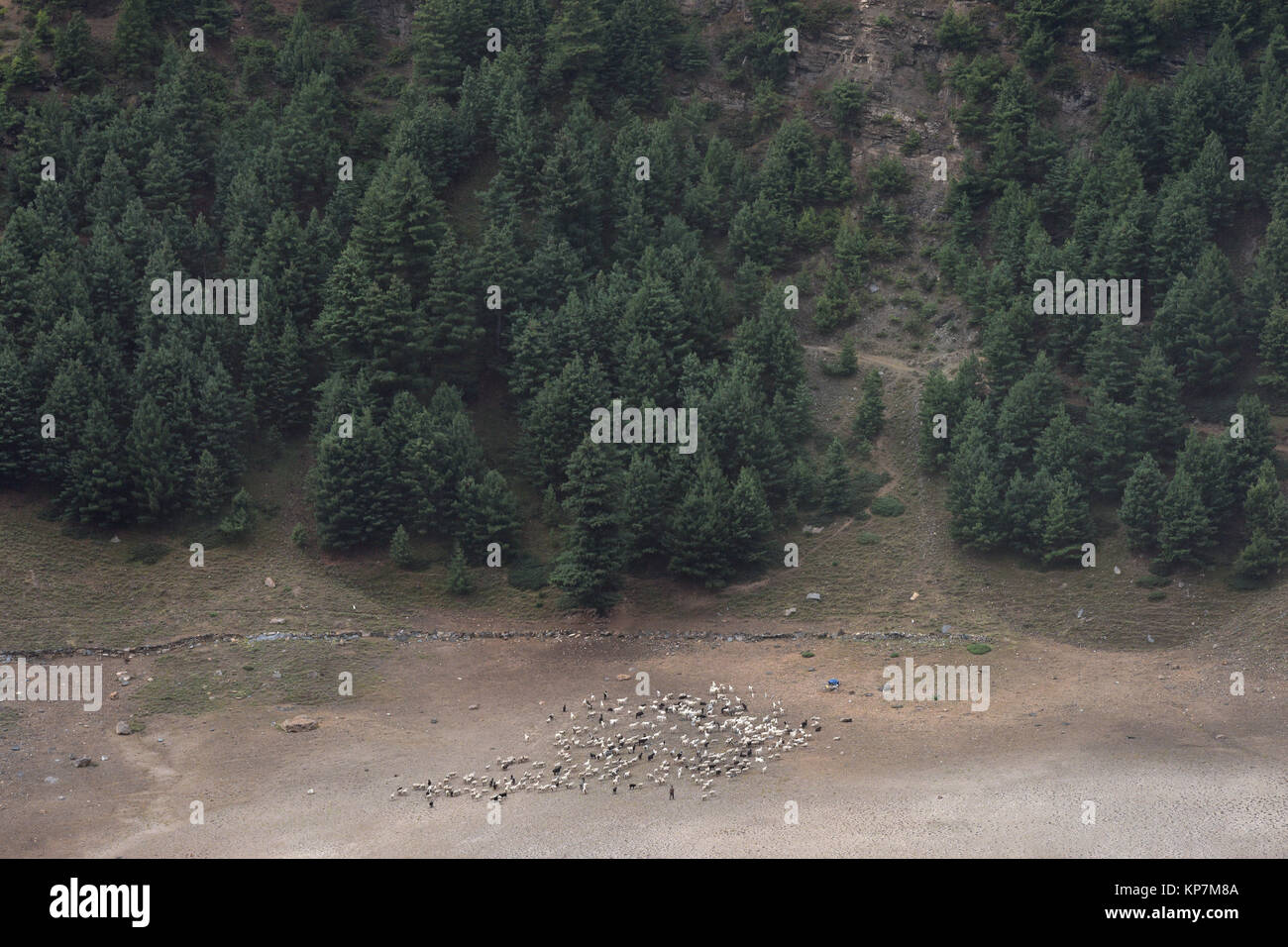 Flock of sheep grazing on a beige slope under large sprawling trees ...