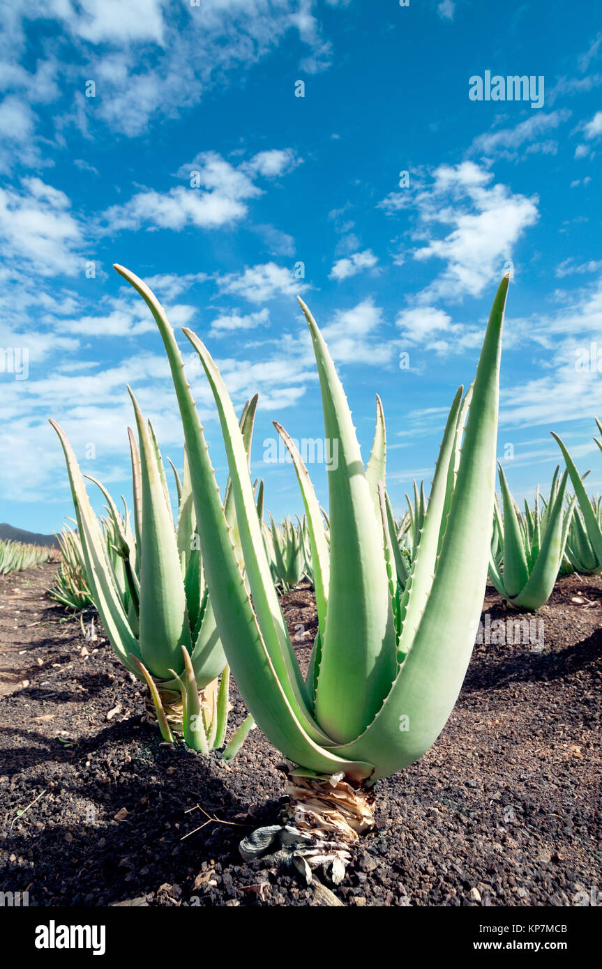 Vera field hi-res stock photography and images - Alamy