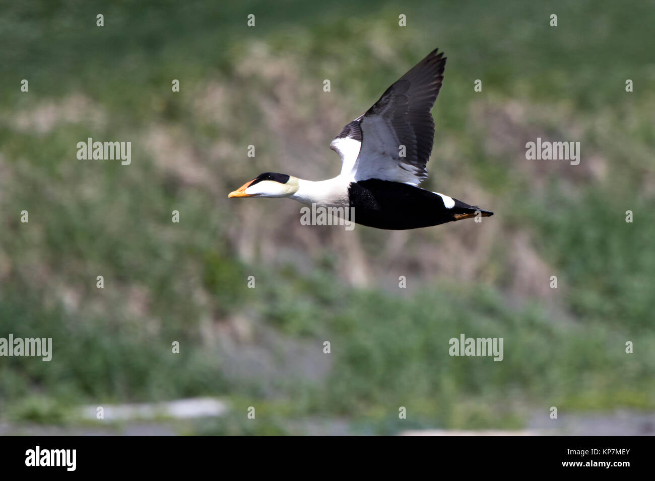 male Common eider flying over a river against a background of tundra ...