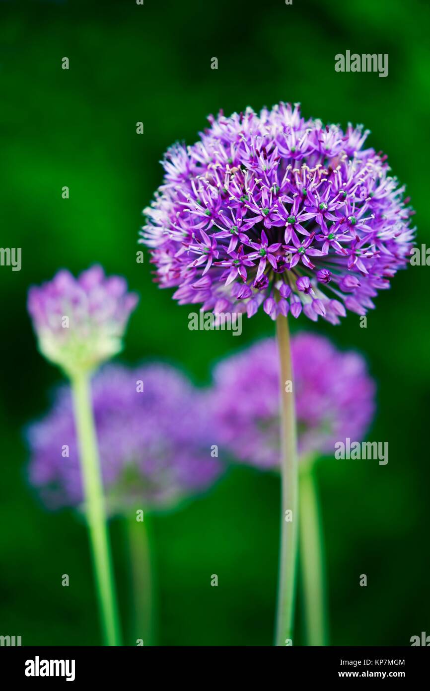 Alium High Resolution Stock Photography and Images - Alamy