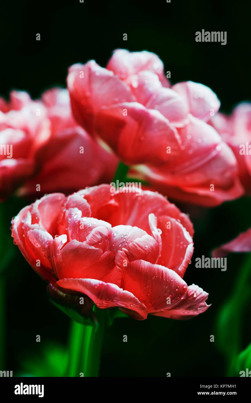 Double Tulip Stock Photos & Double Tulip Stock Images - Alamy