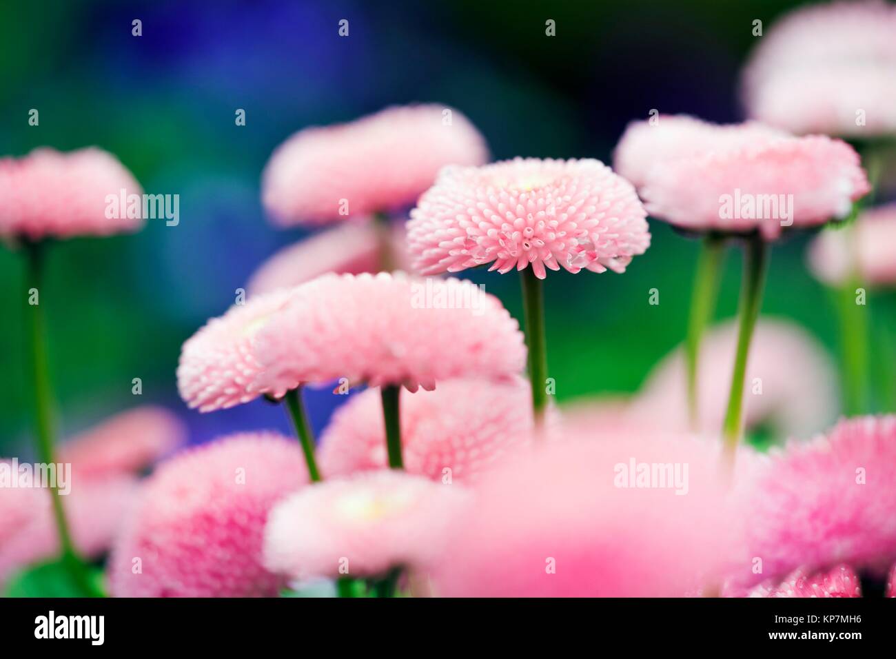 Rose variety hi-res stock photography and images - Alamy