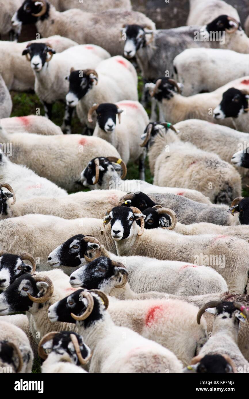 Flock of sheep Stock Photo - Alamy
