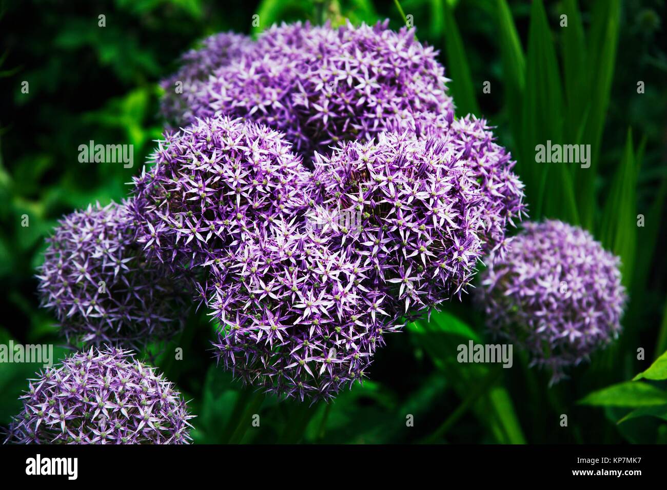 Allium Field High Resolution Stock Photography and Images - Alamy