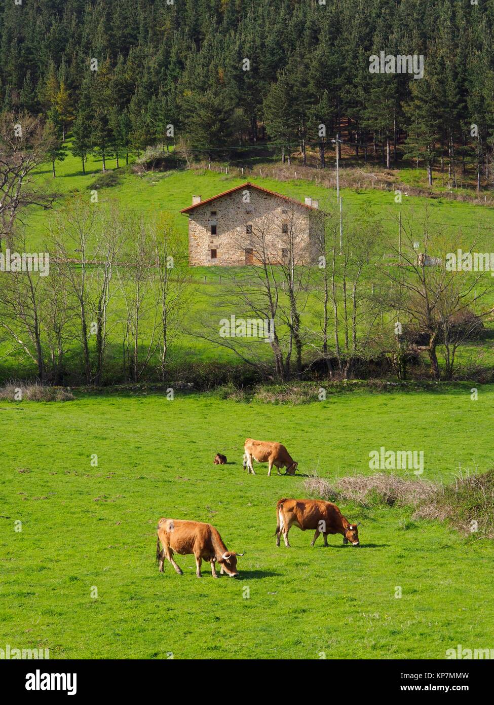 Cattle at meadow and typical basque farmhouse or Caserio. Axpe village ...