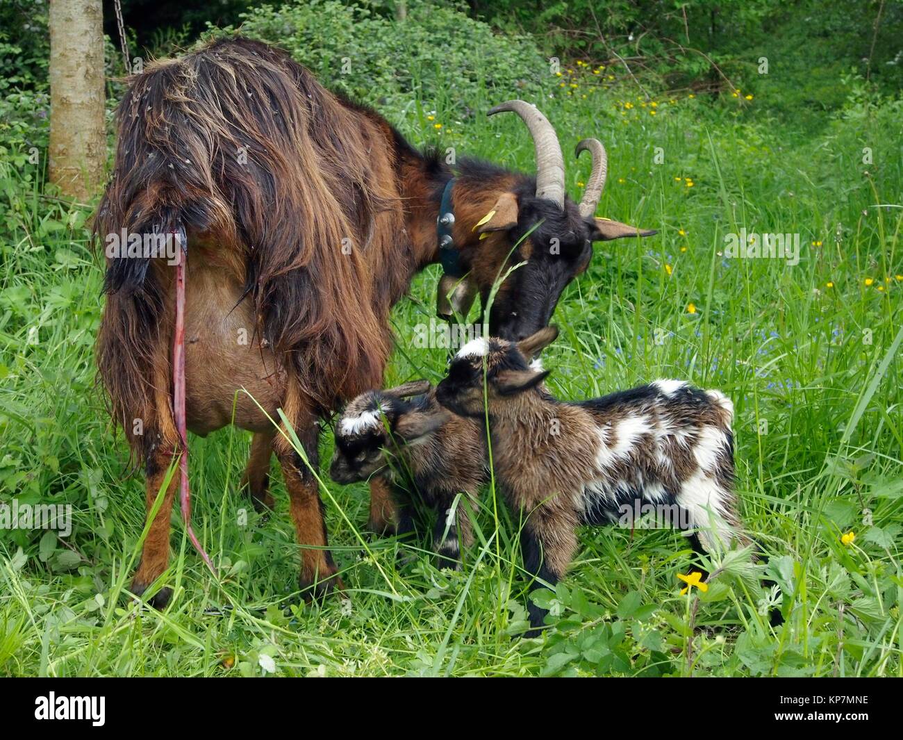 Young animal goat kid female hi-res stock photography and images - Alamy