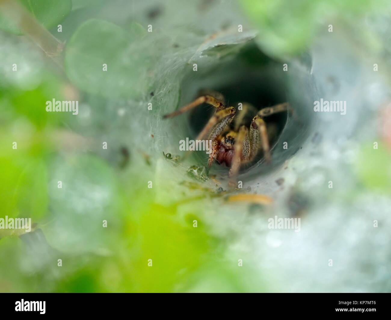 Community spider hi-res stock photography and images - Alamy