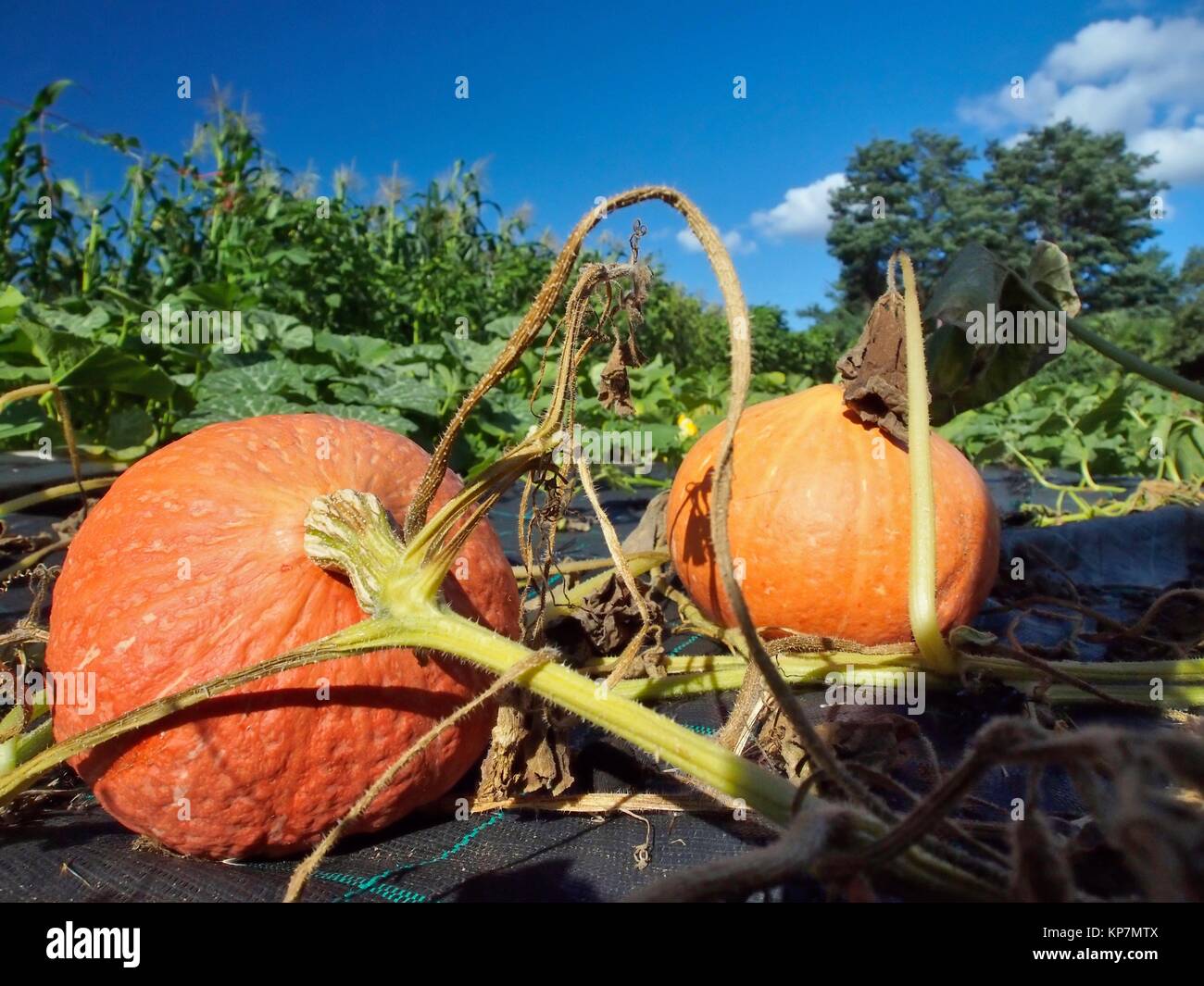 Pumpkins Cucurbita Pepo High Resolution Stock Photography and Images ...