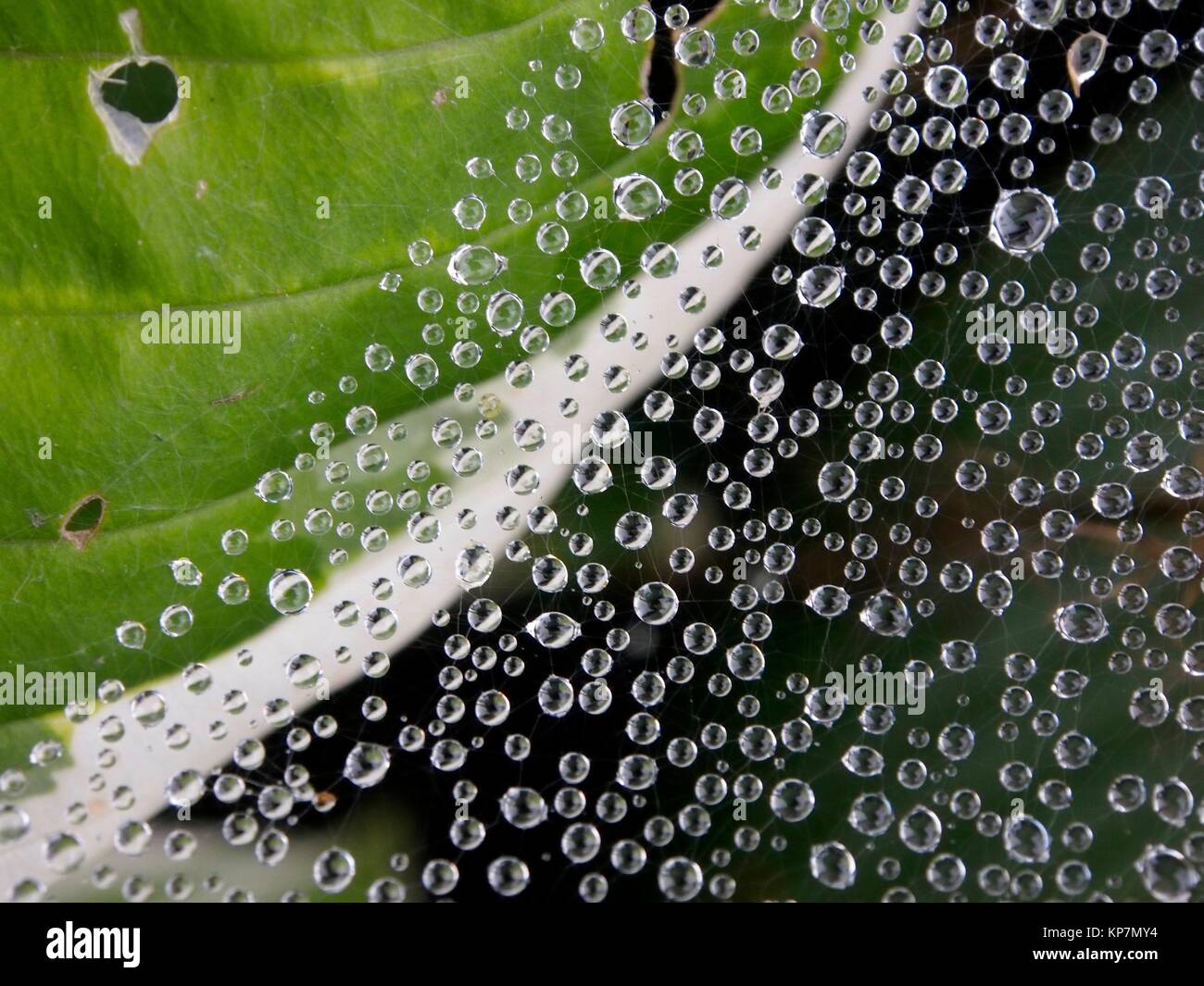 Raindrop Spider High Resolution Stock Photography and Images - Alamy