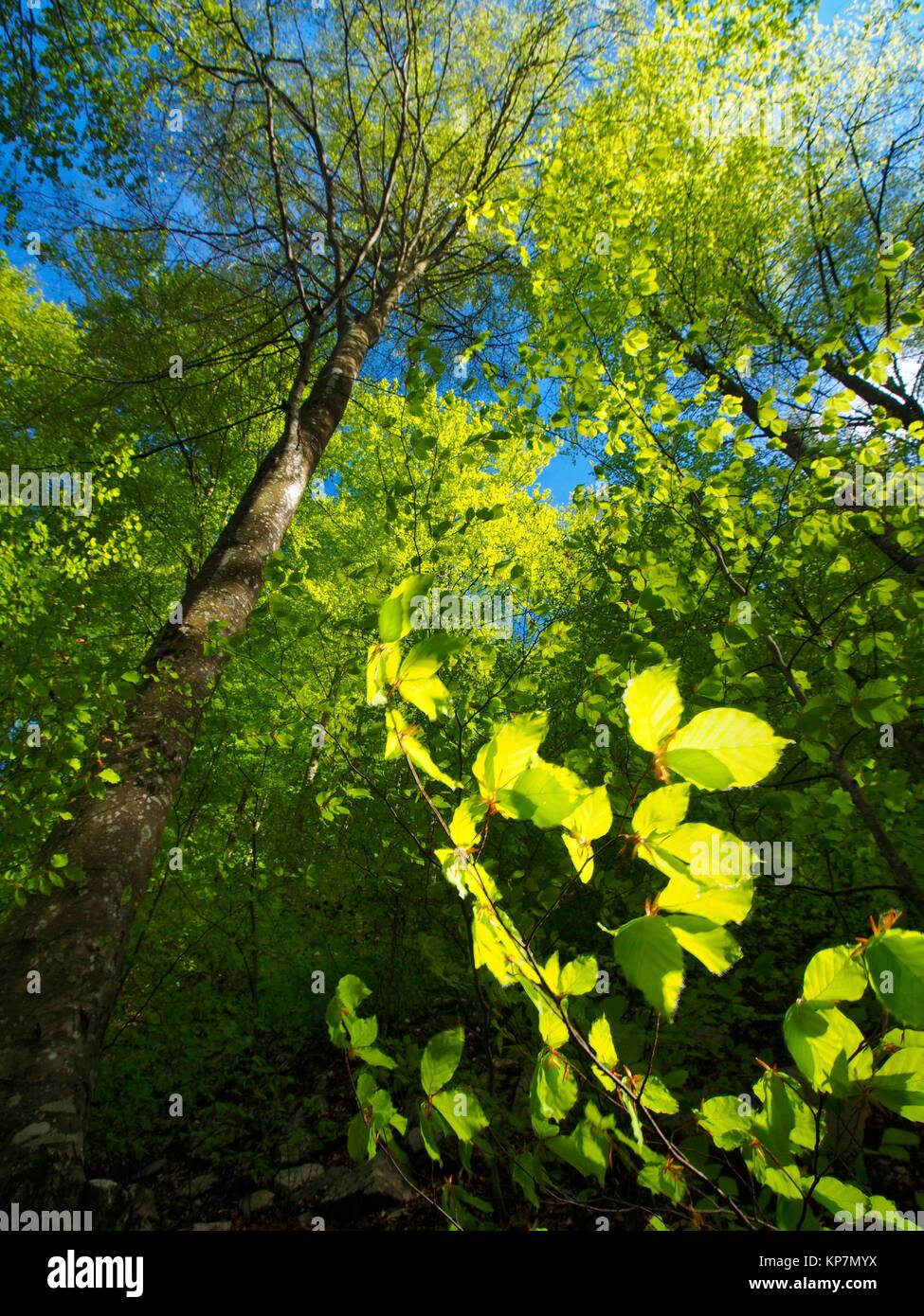 Spring Beech forest (Fagus sylvatica) at Riera de les Truites stream ...