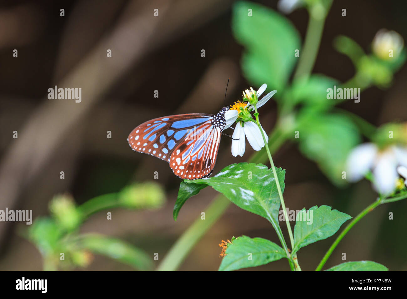Beautiful Butterfly in forest Stock Photo - Alamy