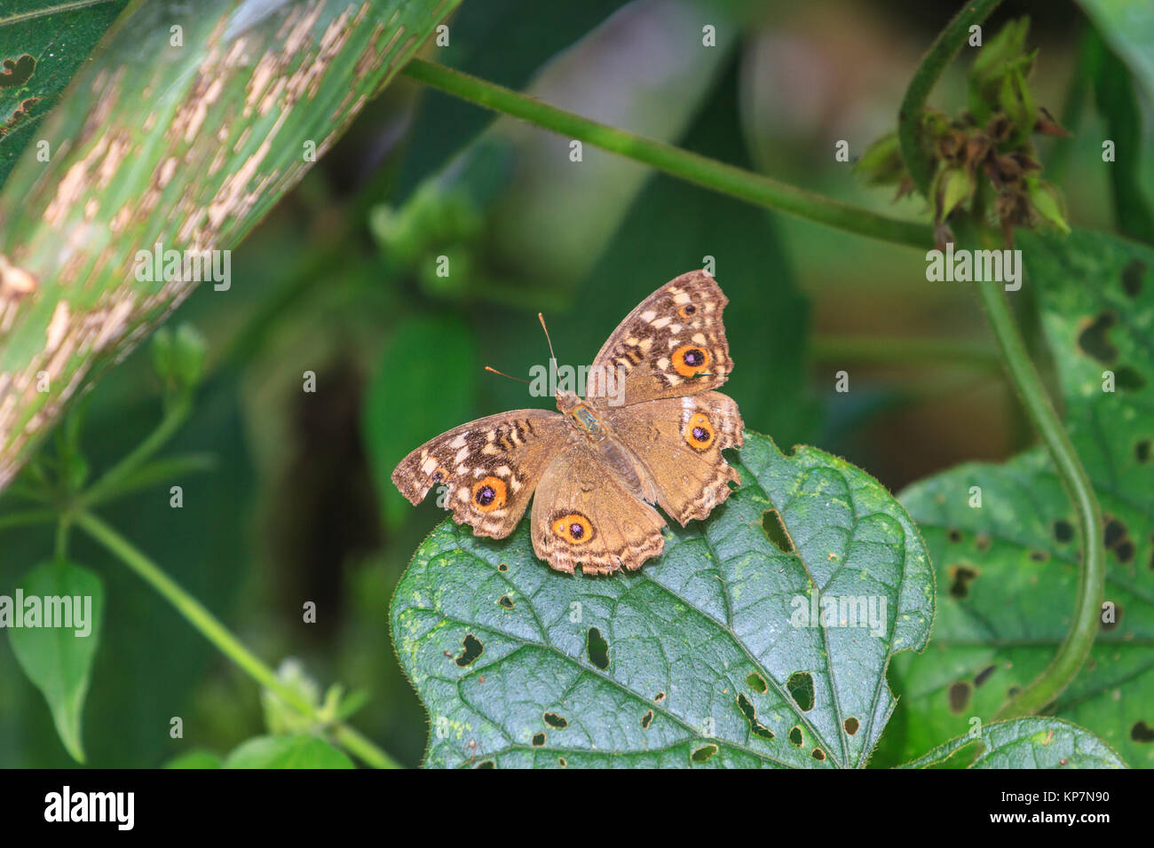 Beautiful Butterfly in forest Stock Photo - Alamy