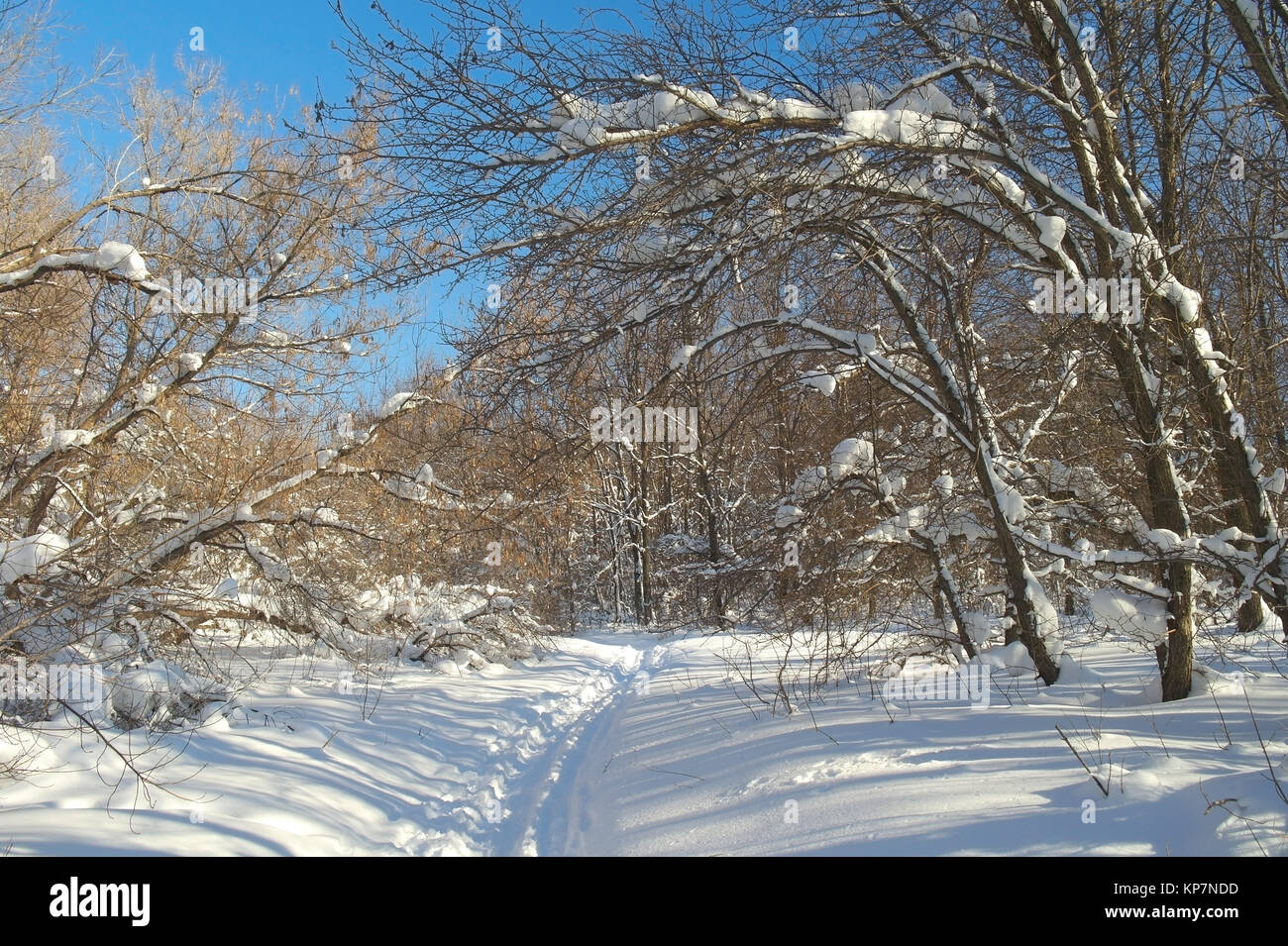Winter landscape in forest Stock Photo - Alamy