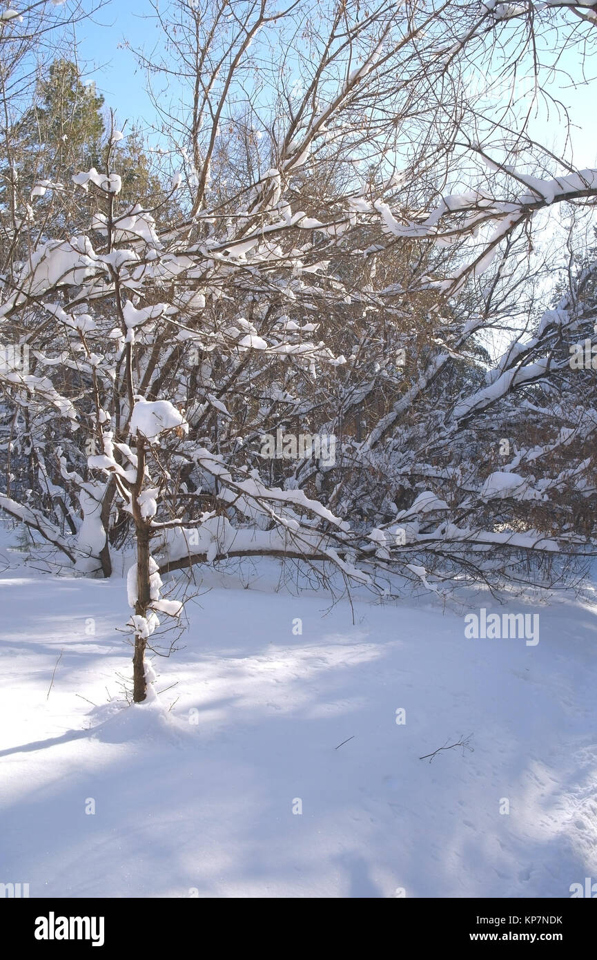 Winter landscape in forest Stock Photo - Alamy