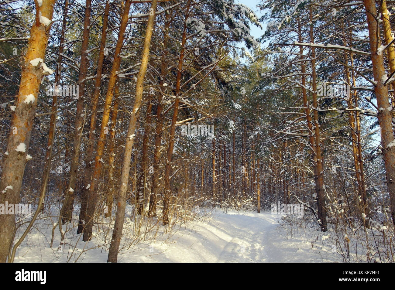 Winter landscape in forest Stock Photo - Alamy