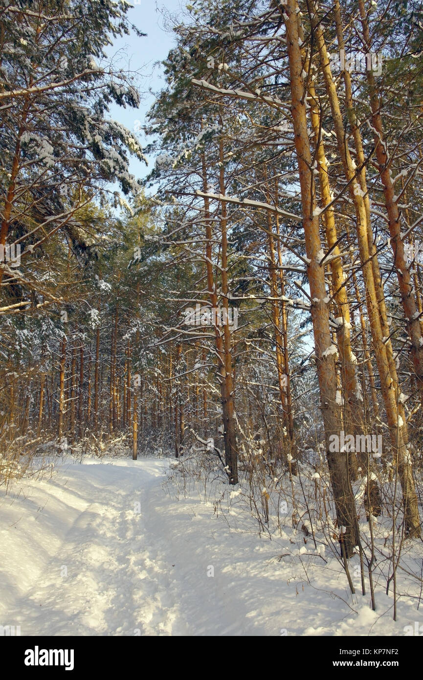 Winter landscape in forest Stock Photo - Alamy