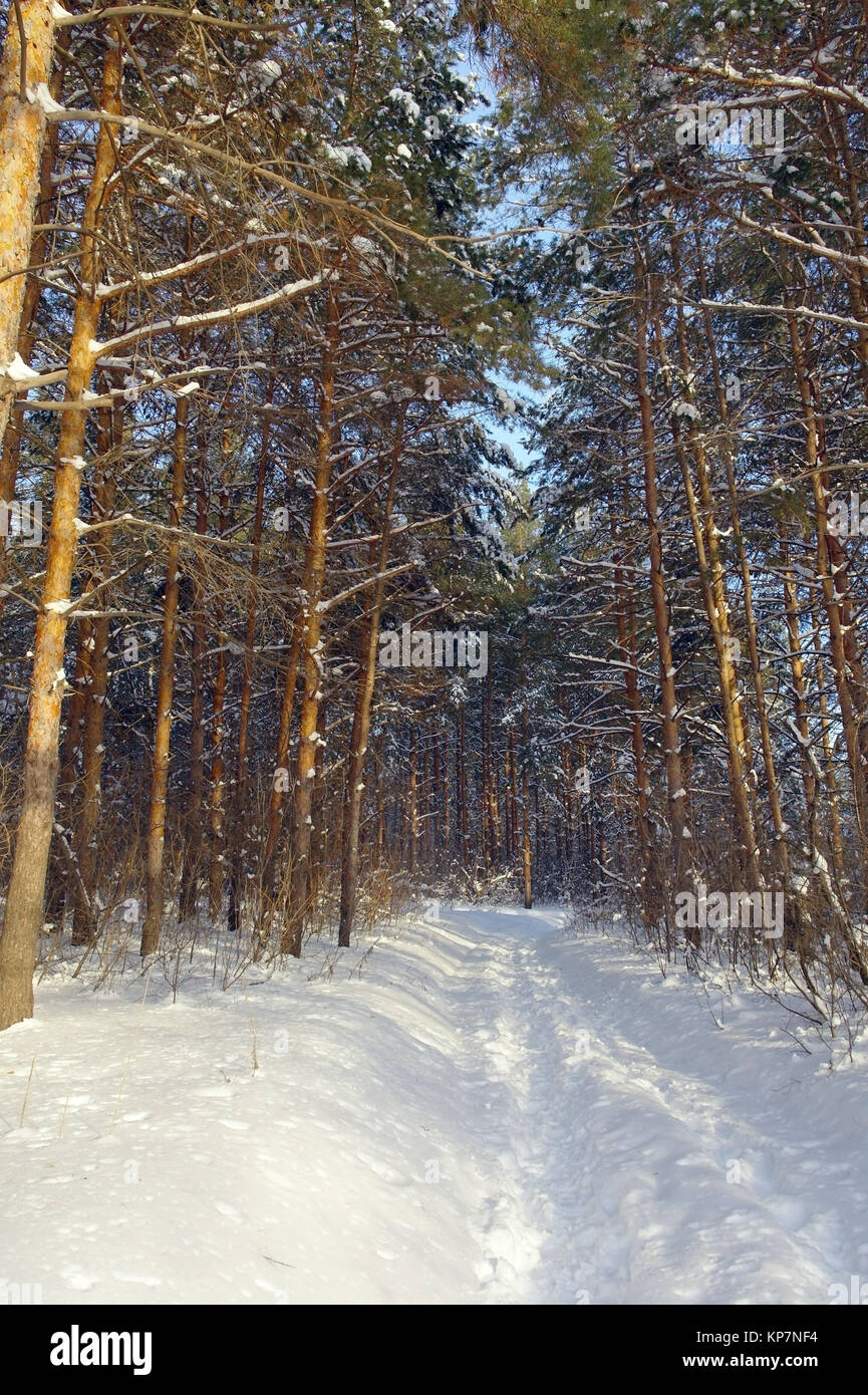 Winter landscape in forest Stock Photo - Alamy