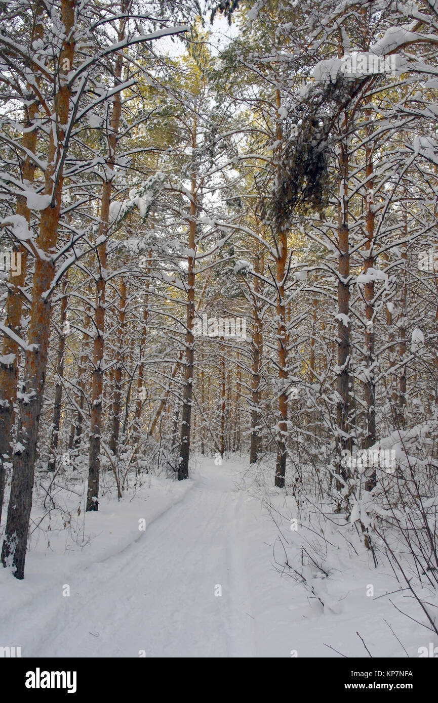 Winter landscape in forest Stock Photo - Alamy
