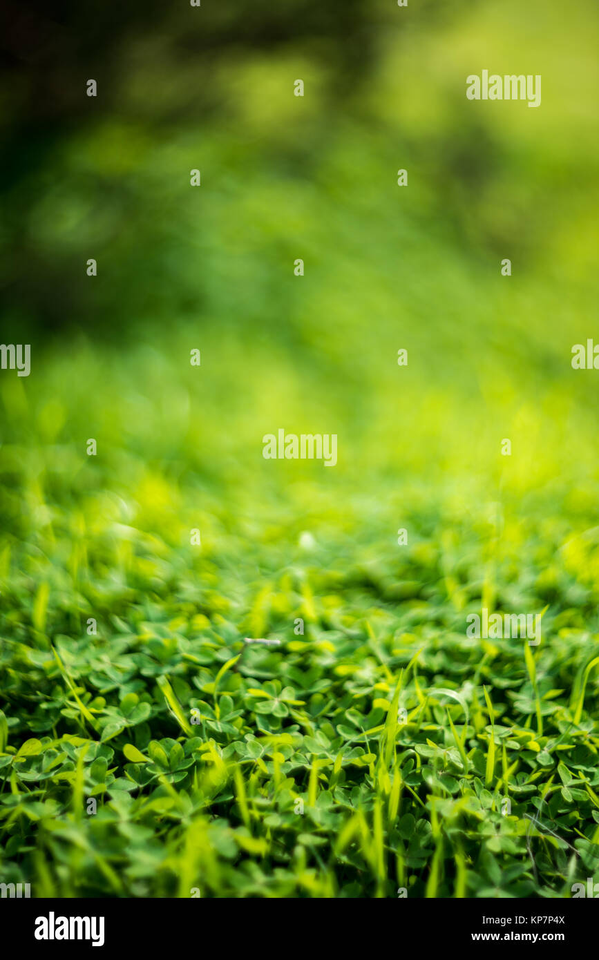 Fresh green Clover grass in forest park Stock Photo - Alamy