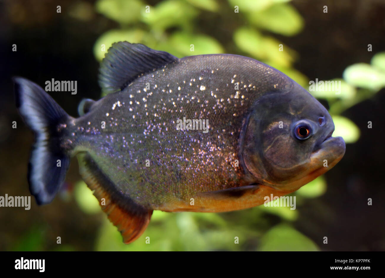 Red Piranha Pygocentrus nattereri Stock Photo - Alamy