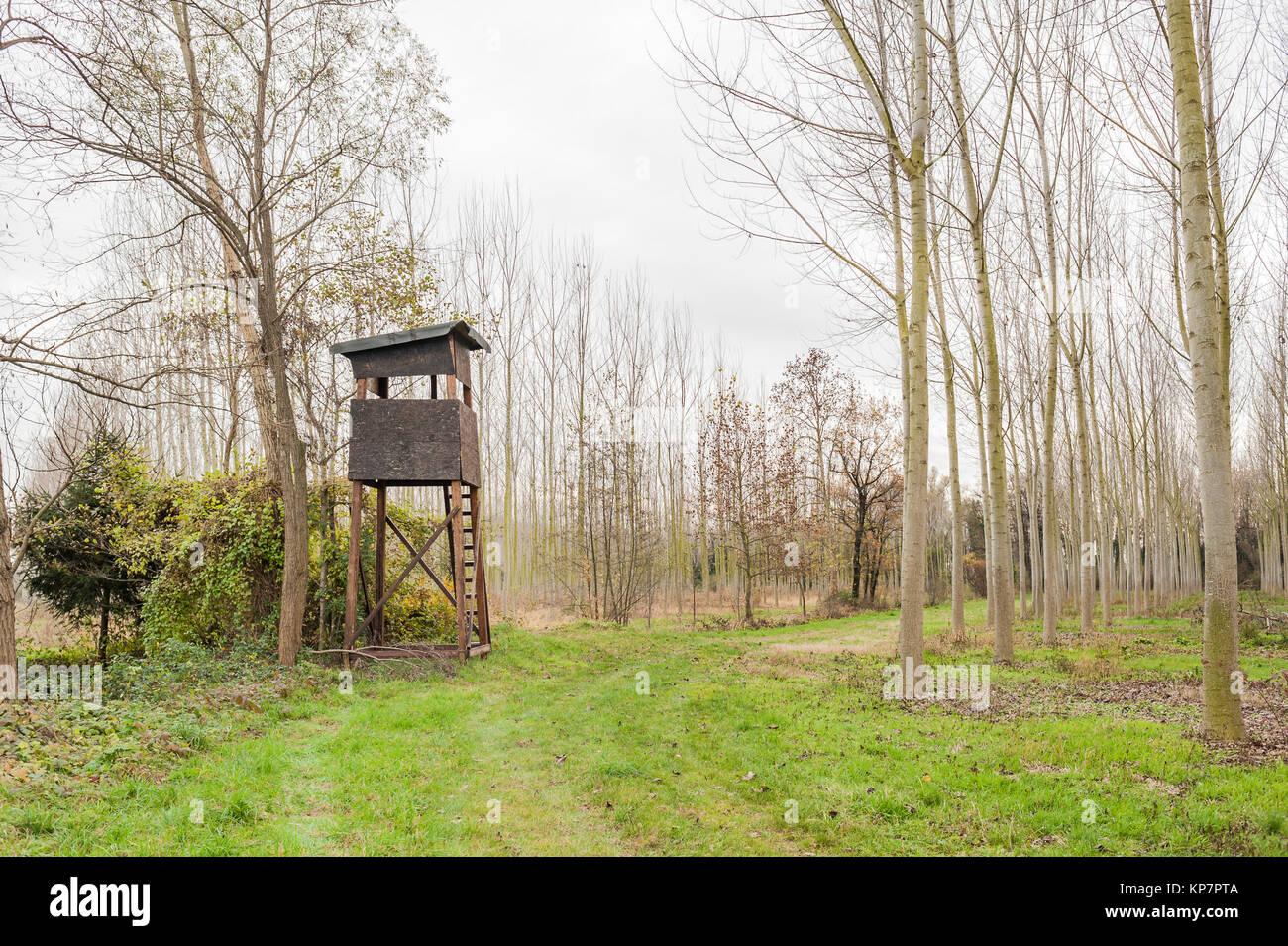 Raised shed hunting for deer Stock Photo - Alamy