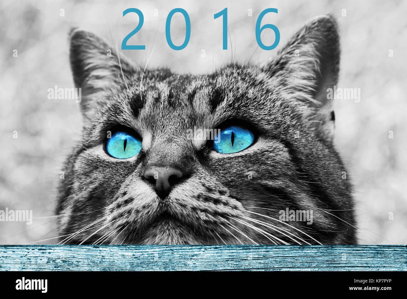 a curious cat look at the new year 2016 Stock Photo - Alamy