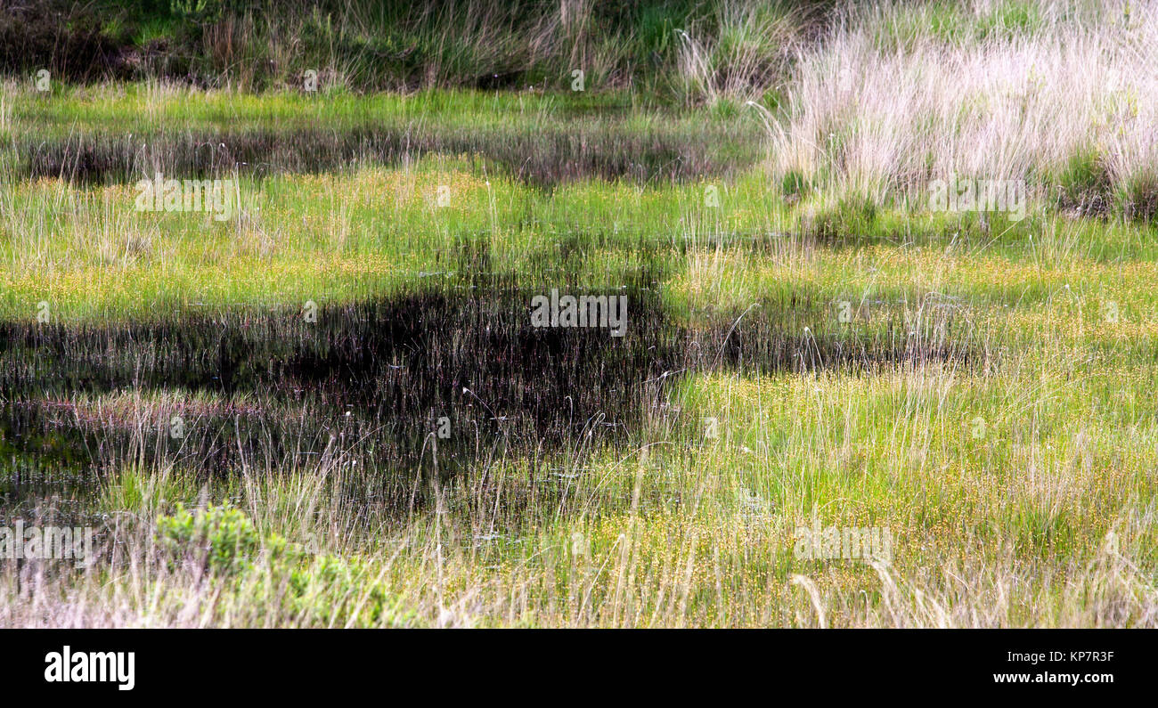 Fen environment hi-res stock photography and images - Alamy