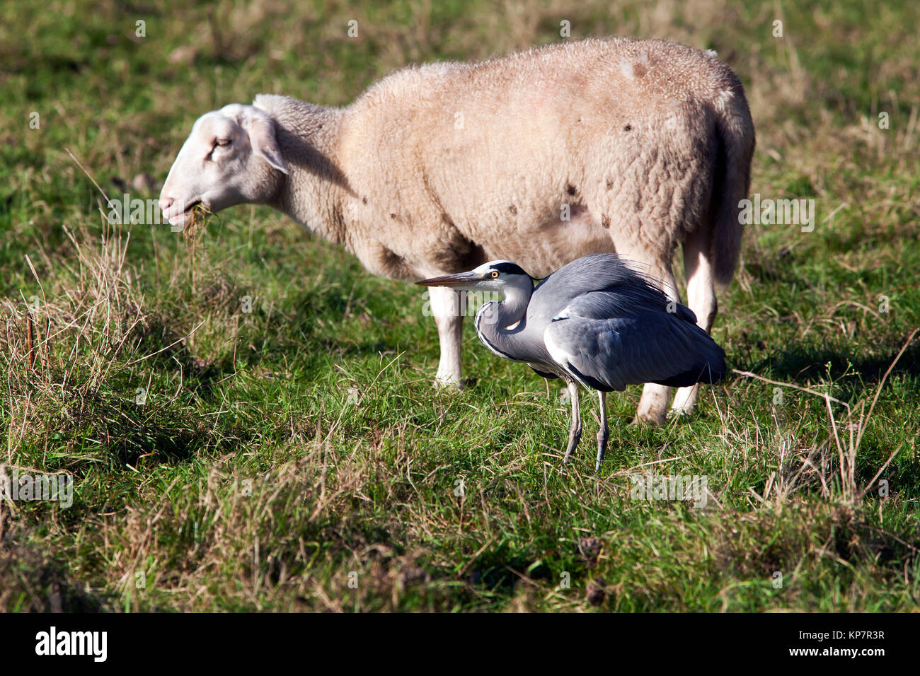 Heron and sheep Stock Photo - Alamy