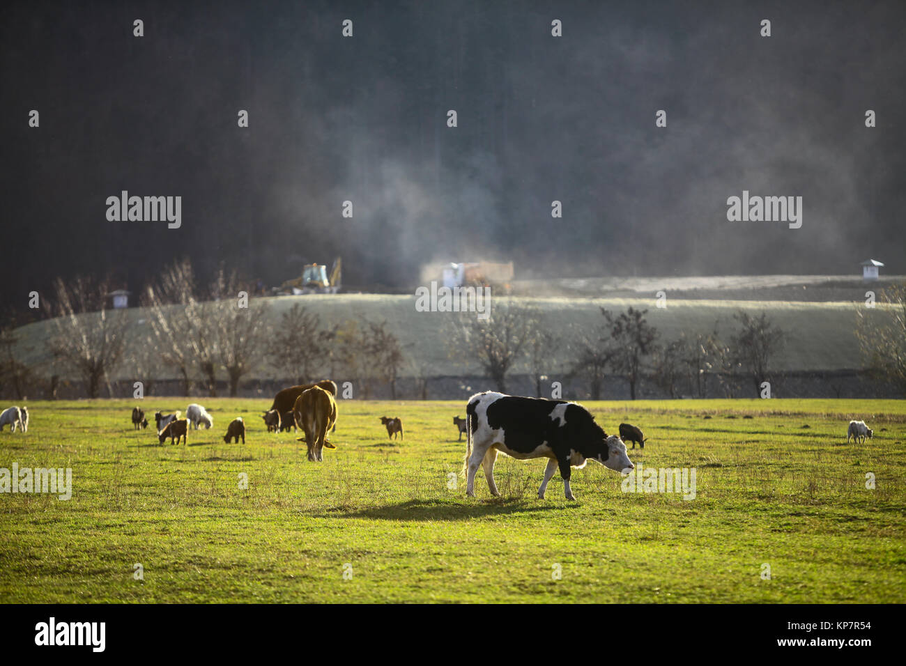 Cows on a field Stock Photo - Alamy