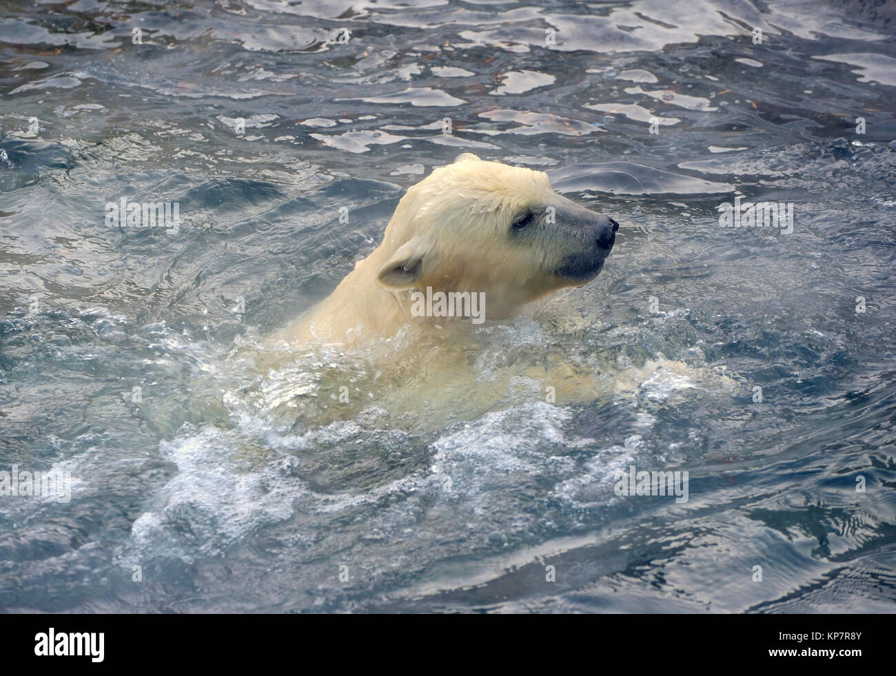 Polar bear cub floating in water Stock Photo - Alamy