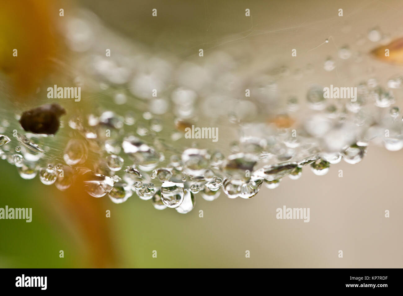 Raindrops in the spider web Stock Photo - Alamy