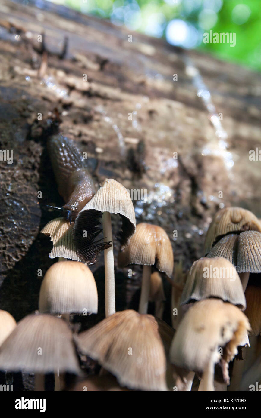 Slug trace hi-res stock photography and images - Alamy