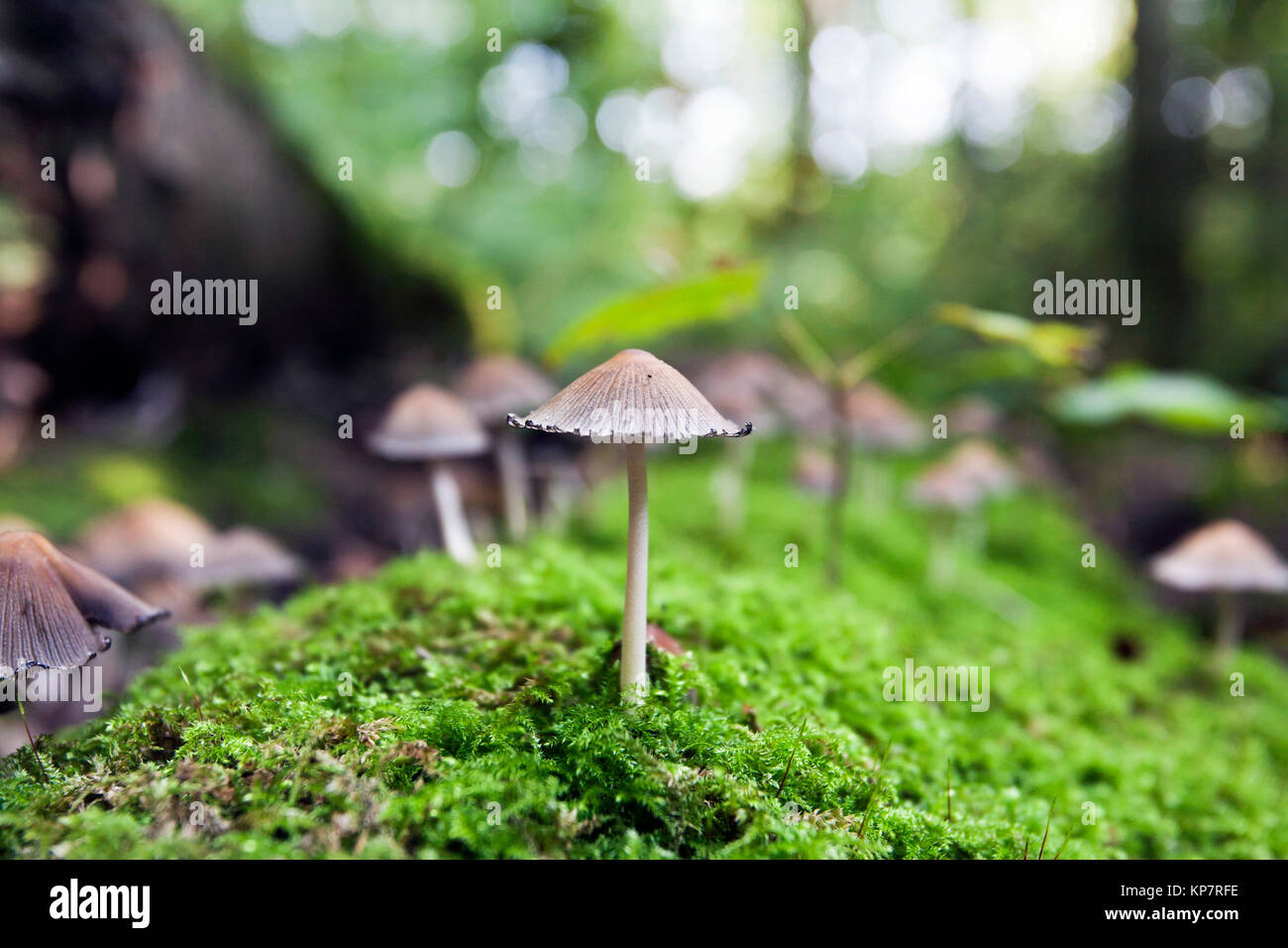 Mushrooms moist autumn forest hi-res stock photography and images - Alamy