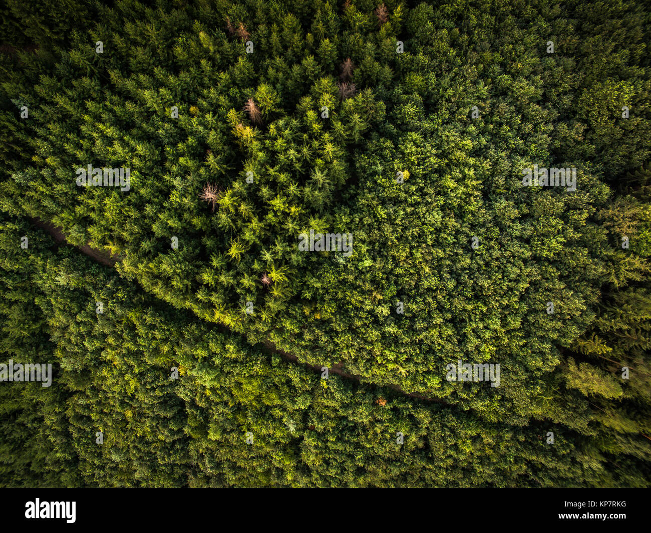 Aerial view of vast forests Stock Photo - Alamy