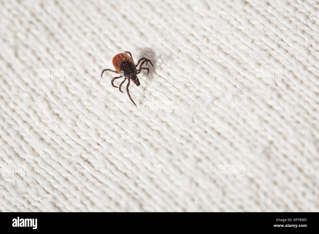 Tick - parasitic arachnid blood-sucking carrier of various diseases ...