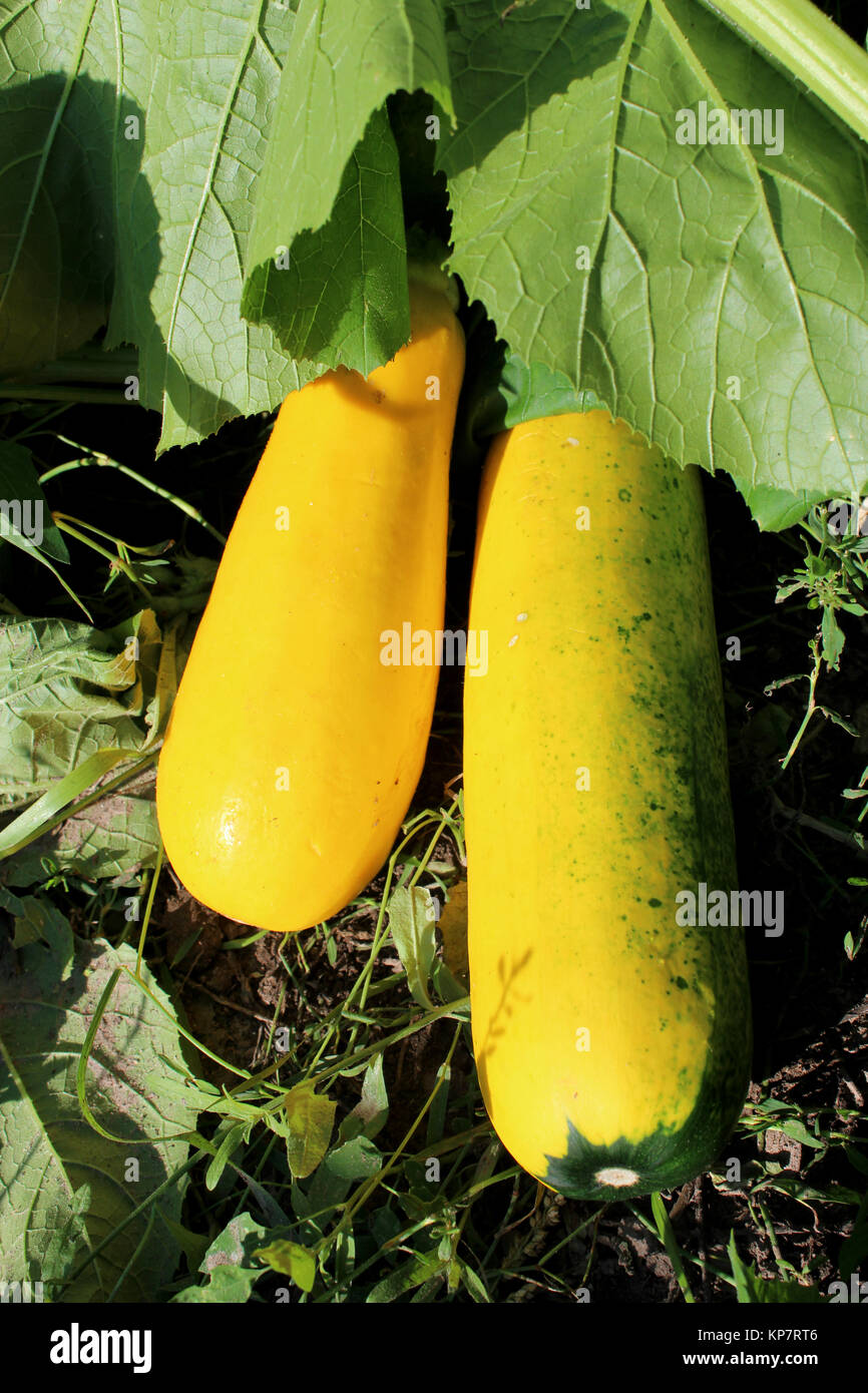 ripe yellow zucchini in the garden Stock Photo - Alamy