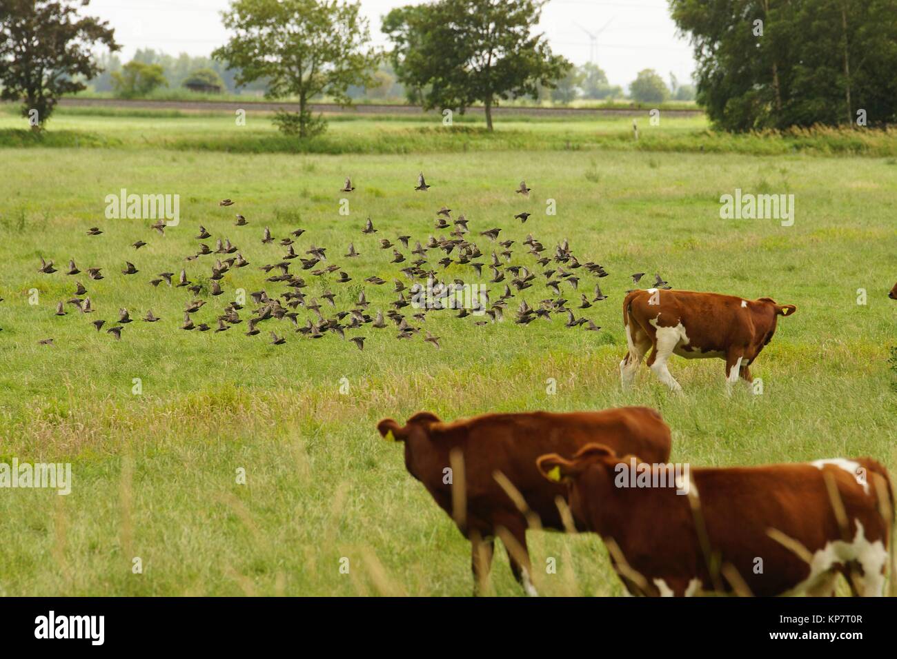 flying flock of birds on a meadow with cattle Stock Photo - Alamy