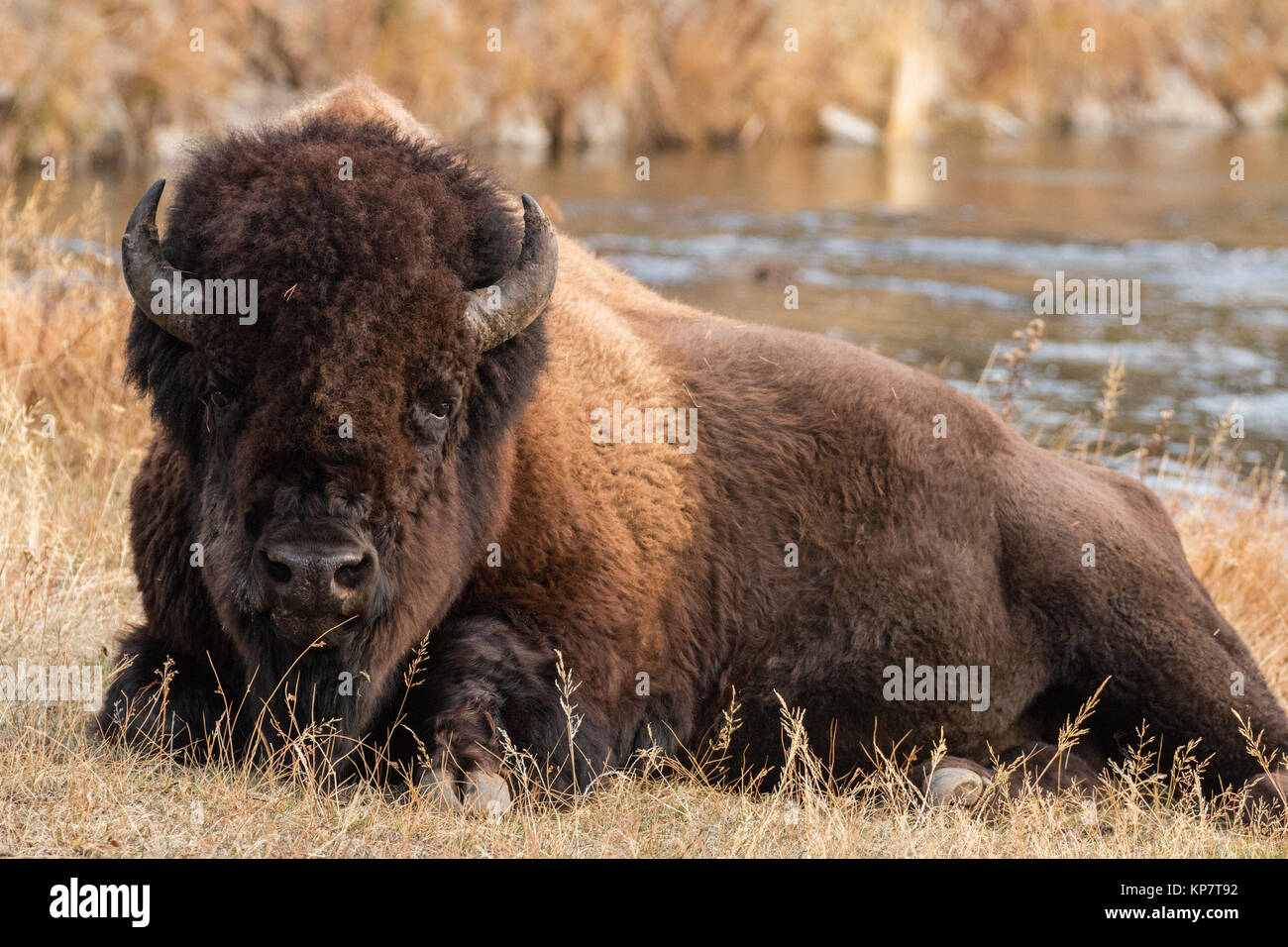 Bull bison sitting by the Firehole River in Yellowstone National Park ...