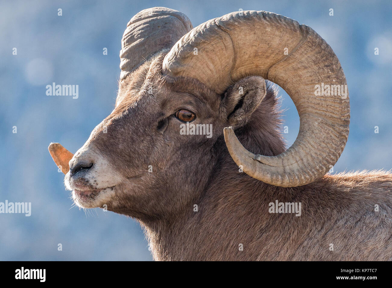 Bighorn ram showin signs of sore mouth disease in Yellowstone National ...