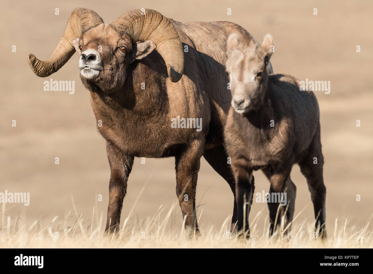Bighorn ram and a lamb during rut in Yellowstone National Park Stock ...